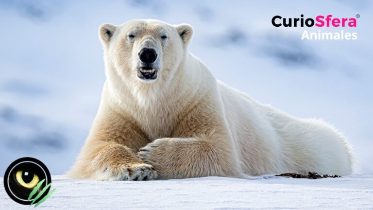 Conoce las características del oso polar para niños – Educación y ...
