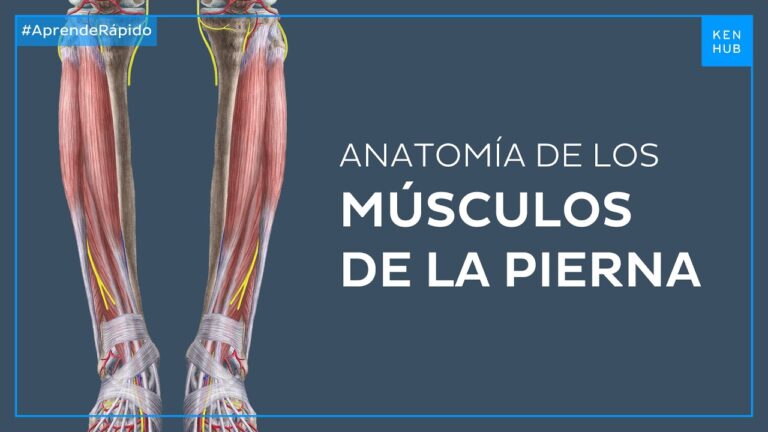 Conoce las partes de la pierna: nombres y funciones