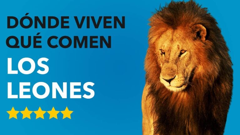 La alimentación de los leones: ¿de qué se alimentan? – Educación y ...