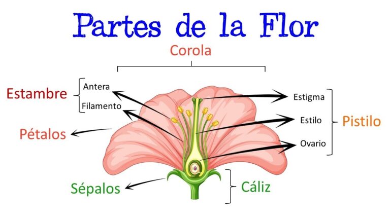 La estructura floral: antera filamento y pistilo – Educación y ...