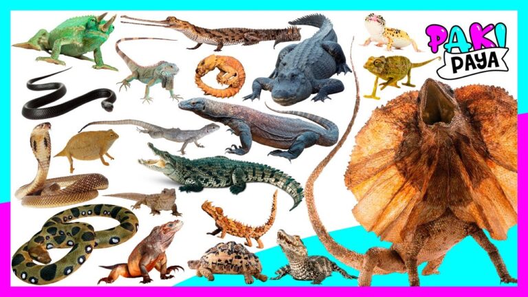 Las diferentes especies de reptiles en el mundo – Educación y ...