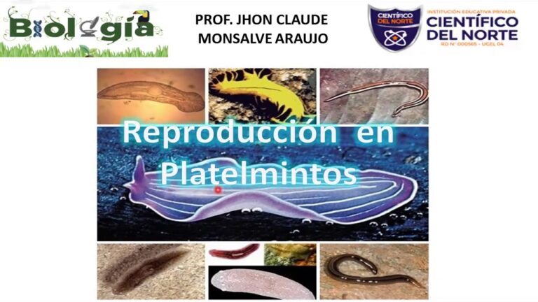 Reproducción de los animales invertebrados: cómo se reproducen