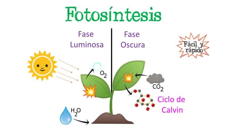 La fase luminosa de la fotosíntesis: el proceso que convierte la luz en ...
