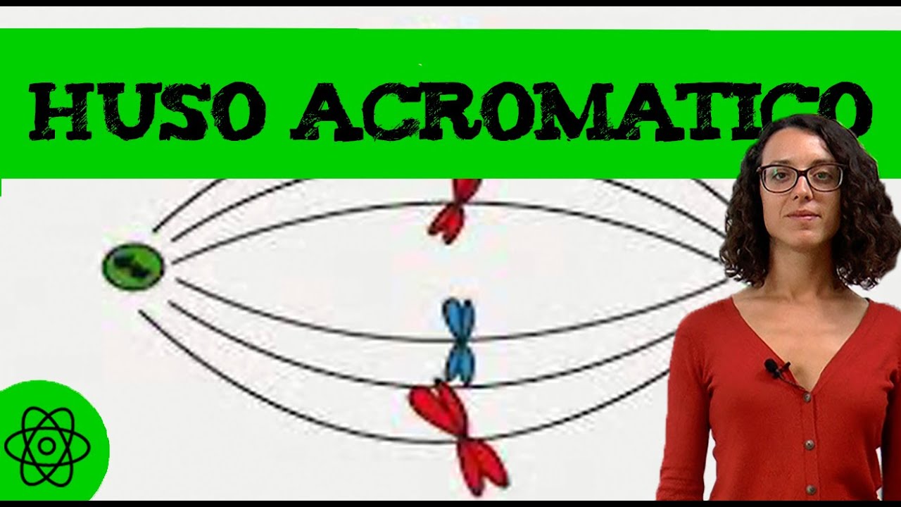 ¿Qué es el huso mitótico y cómo funciona? – Educación y Publicaciones ...